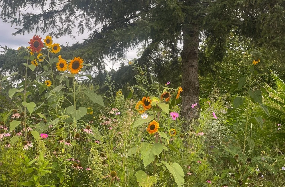 Fields of Gold: Naturalized border is perfect wildlife habitat — FERNS ...