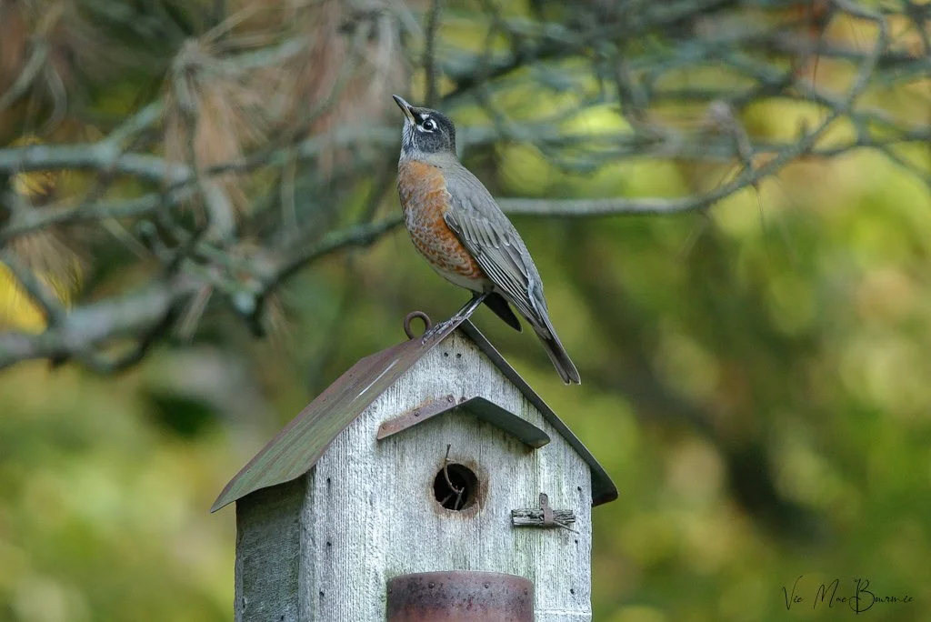 American Robins: How to attract these red bellied birds to our yards ...