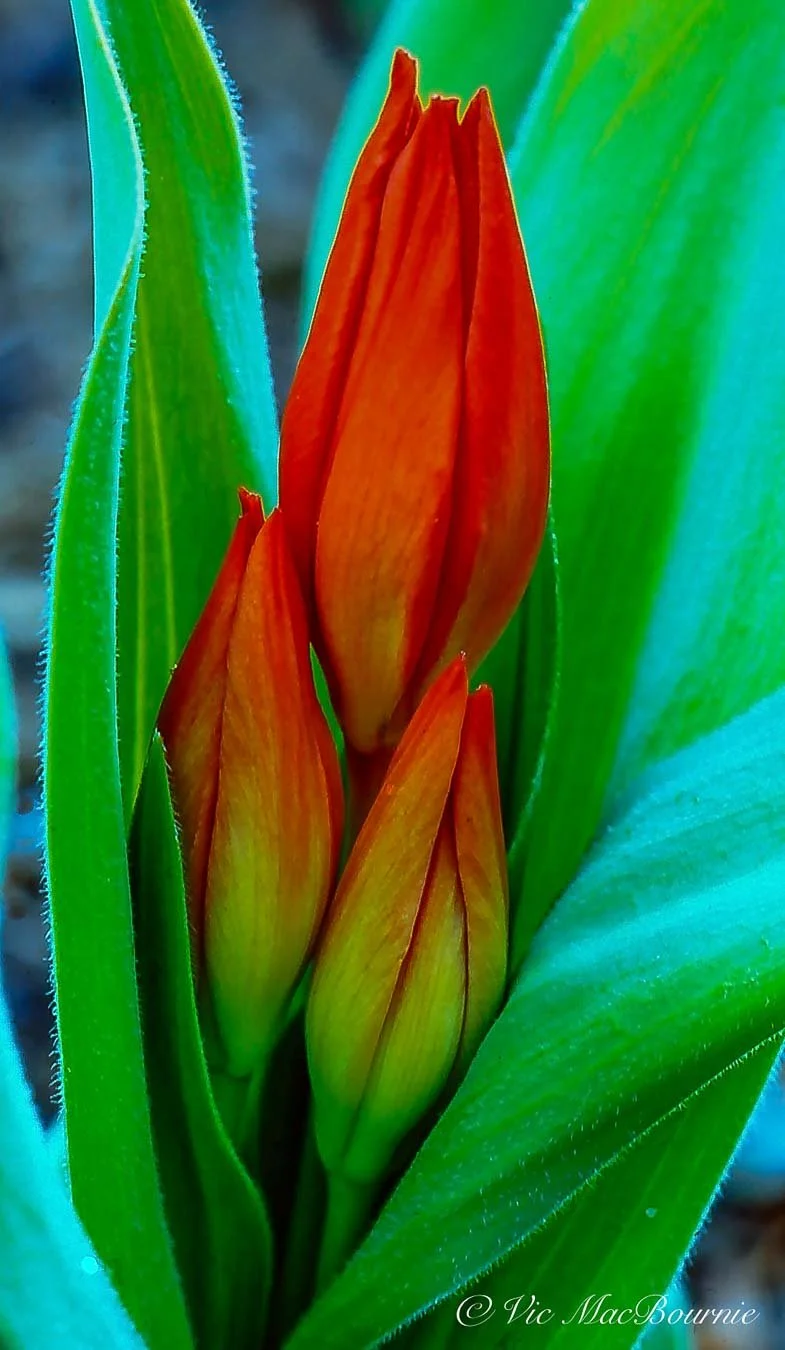 River cruises: Experience Amsterdam tulip festival and great gardens of ...
