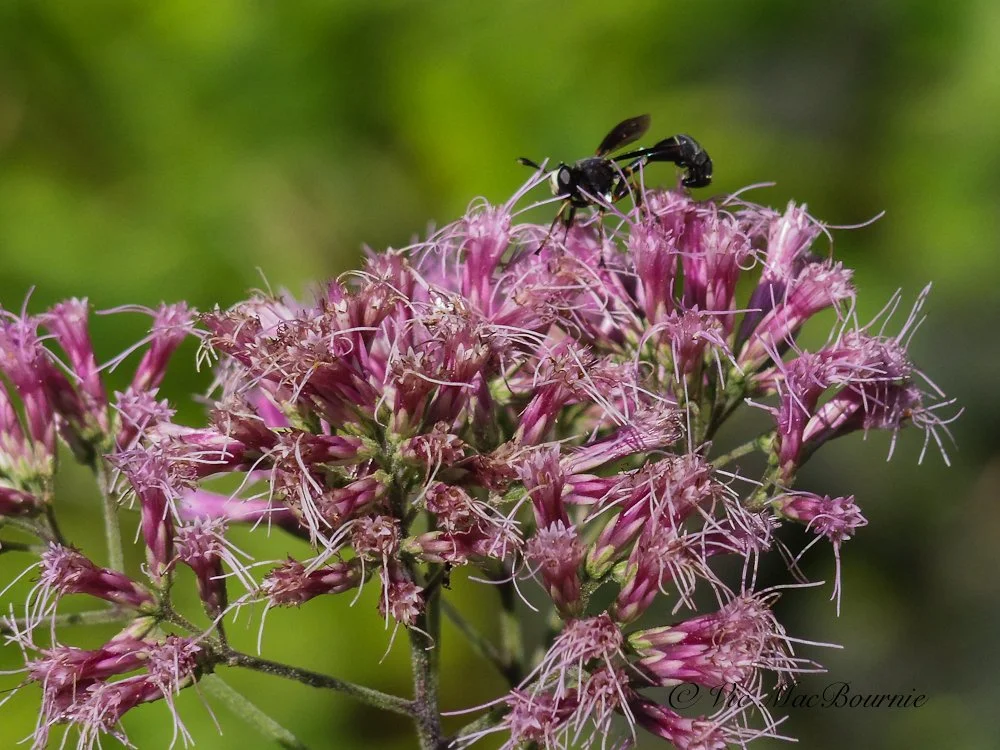 Joe Pye Weed: Ideal Native plant for wet areas — FERNS & FEATHERS