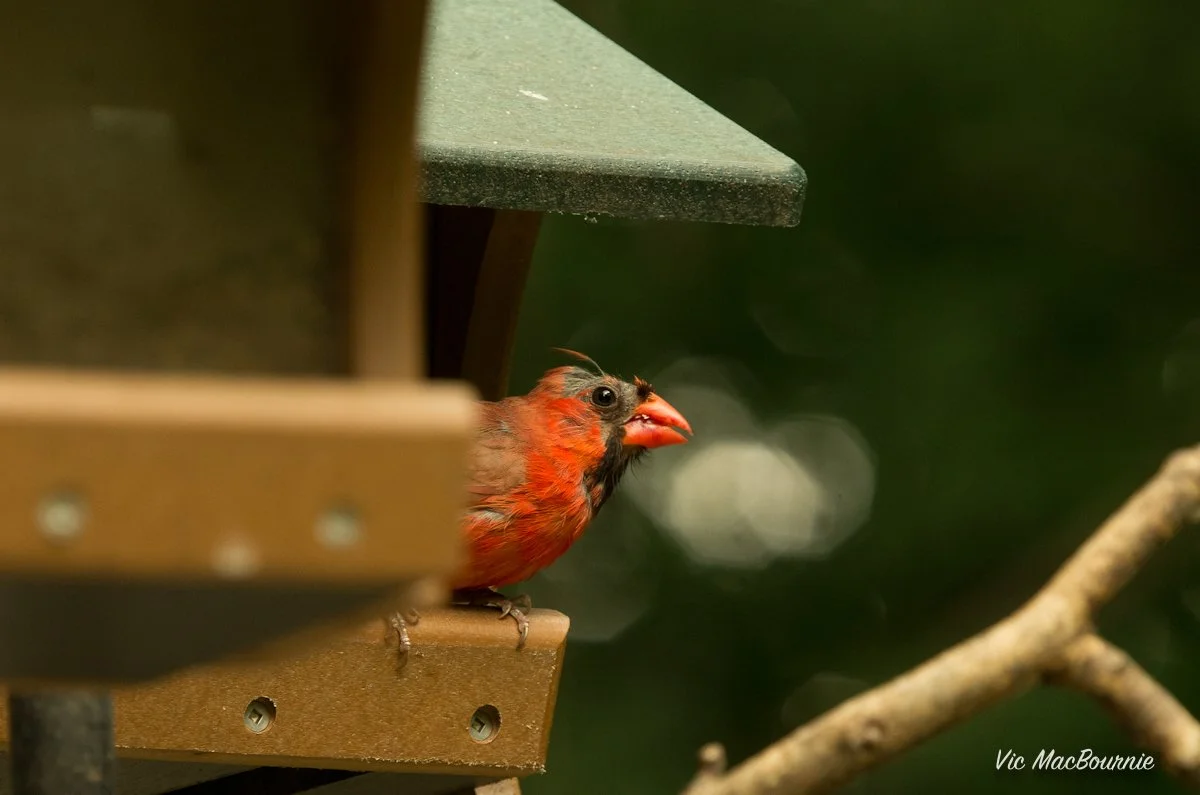 Why Blue Jays and Cardinals go bald — FERNS & FEATHERS