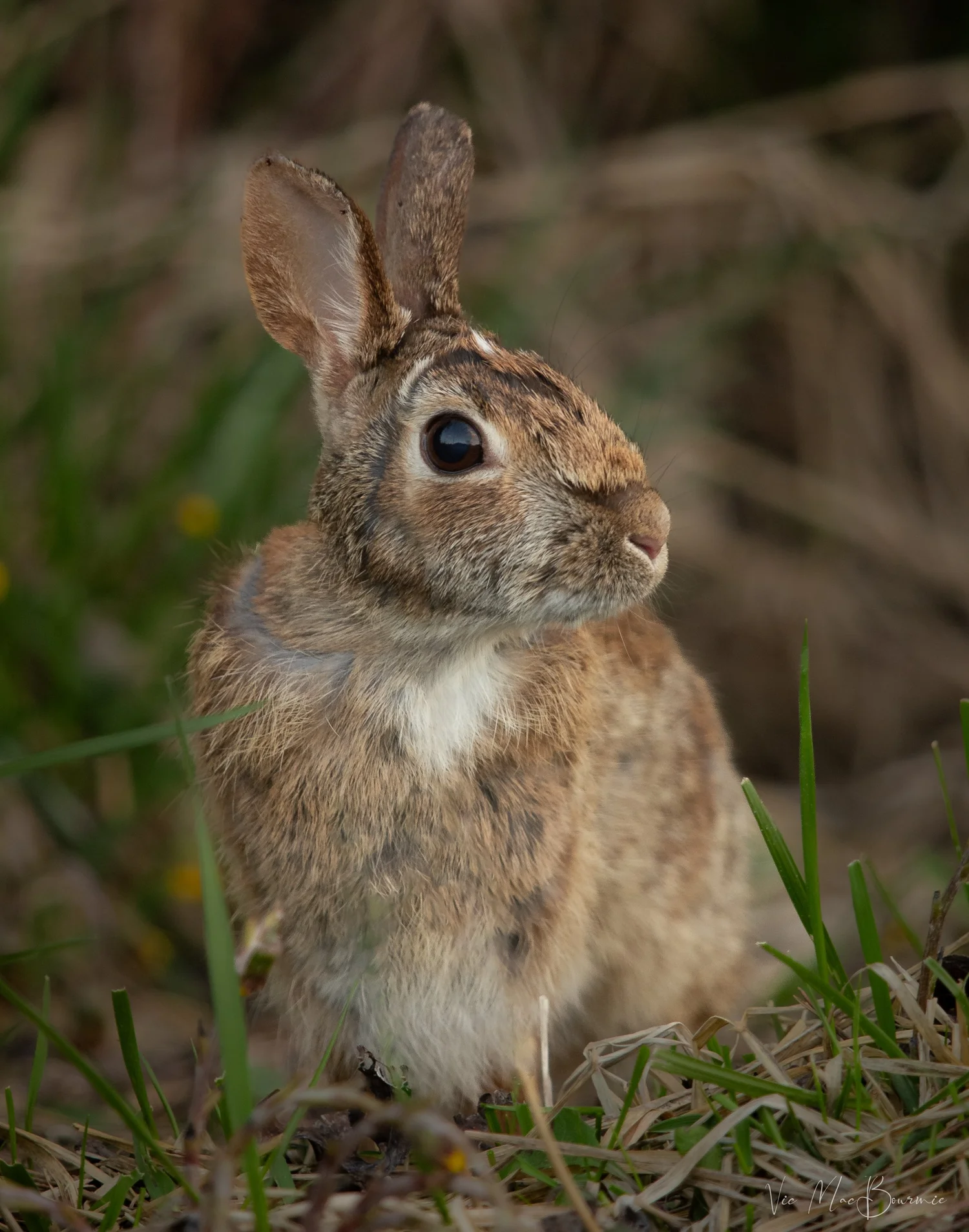 Embracing rabbits in our woodland garden — FERNS & FEATHERS