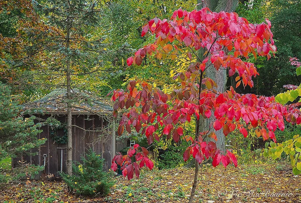 Dogwood leaves and fall colour foliage — FERNS & FEATHERS