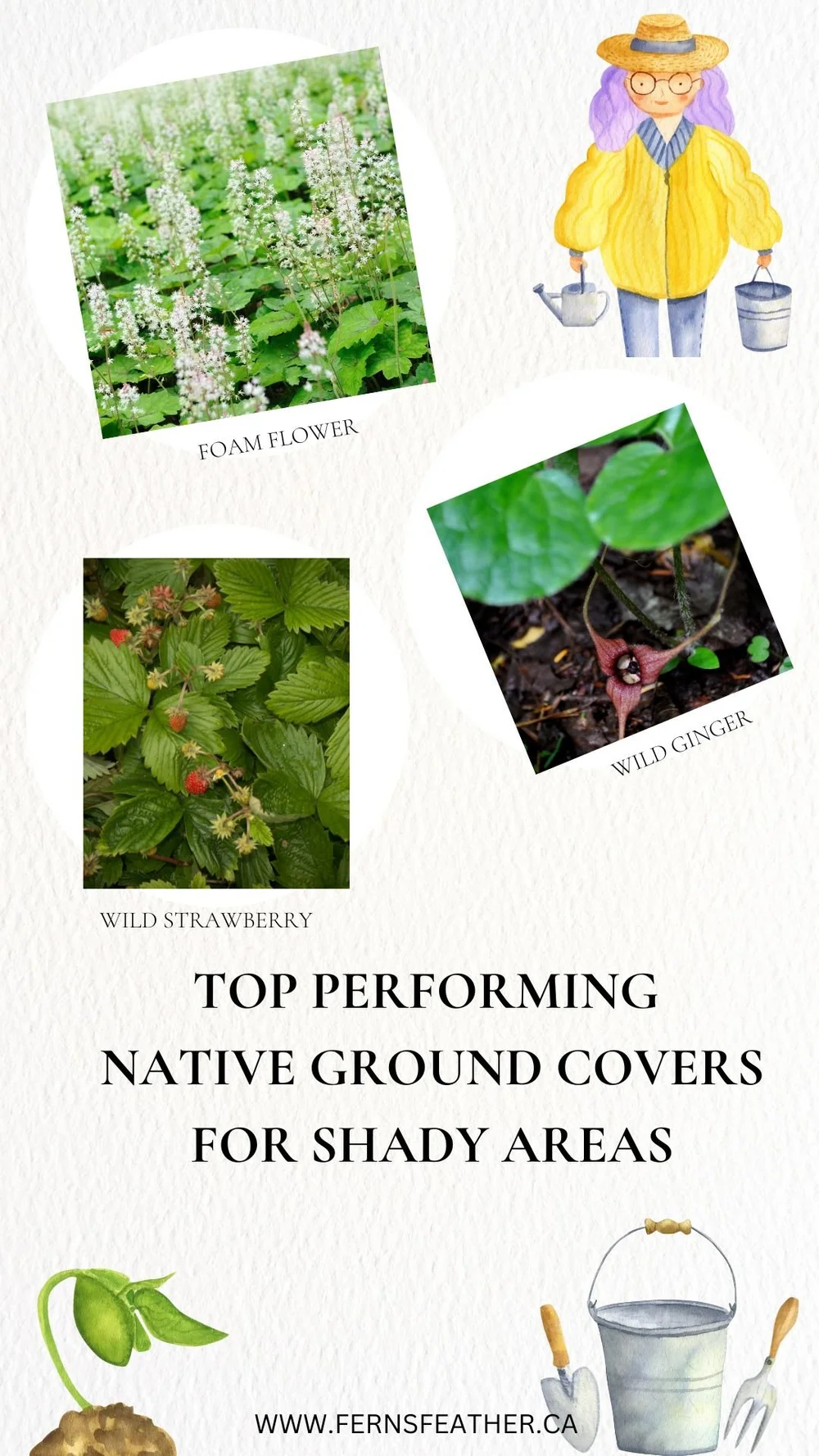 Best native ground covers for shade — FERNS & FEATHERS