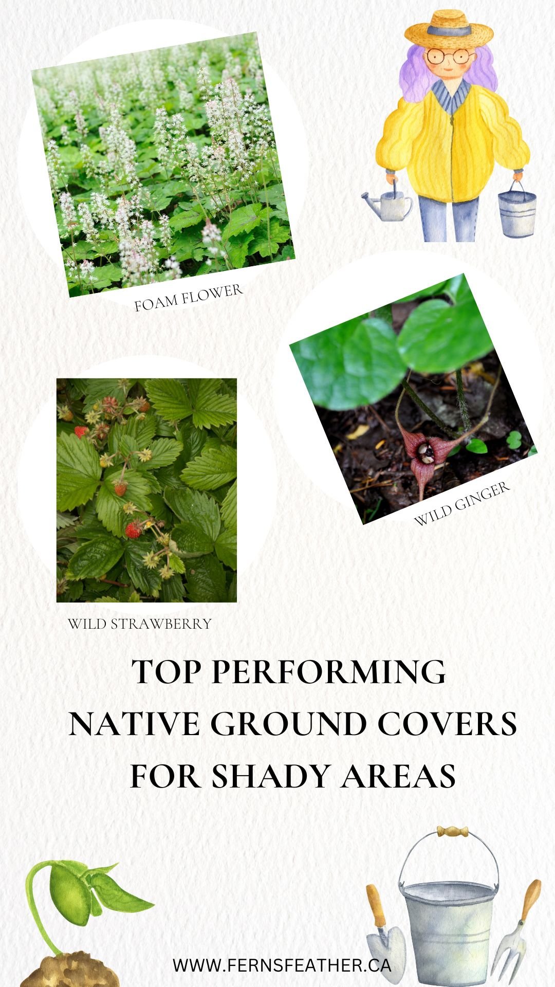 Best native ground covers for shade — FERNS & FEATHERS