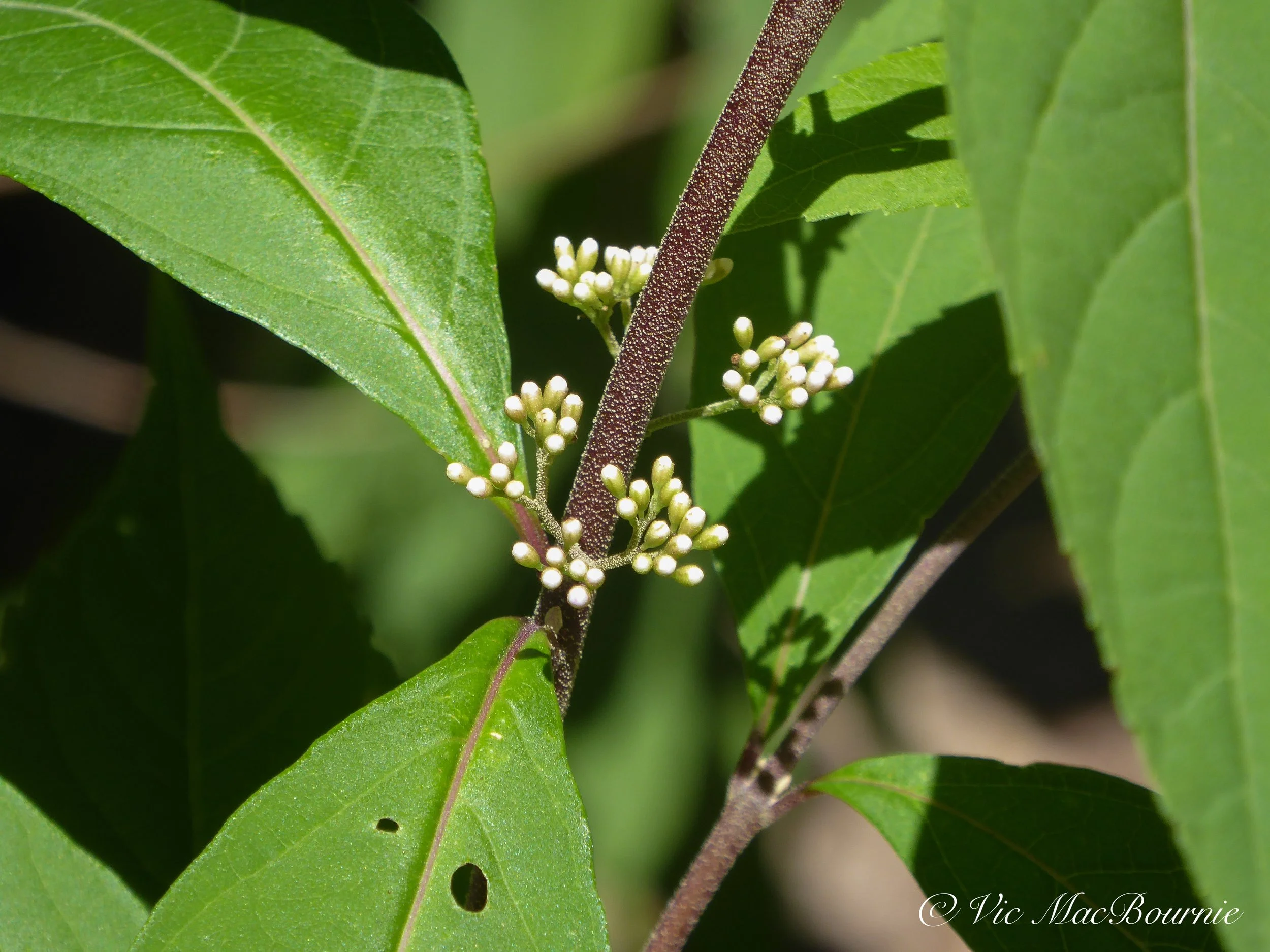 American Beautyberry and its purple fruit is star of late summer garden ...