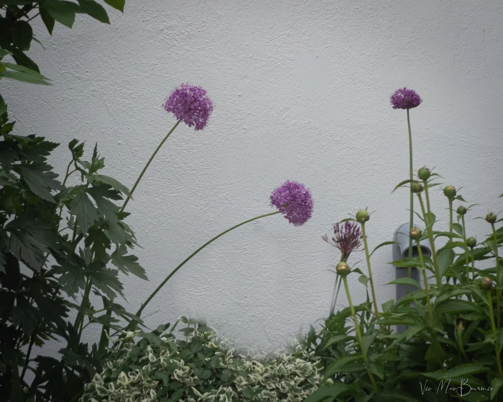 Alliums are easy to grow and add architectural interest to any garden ...