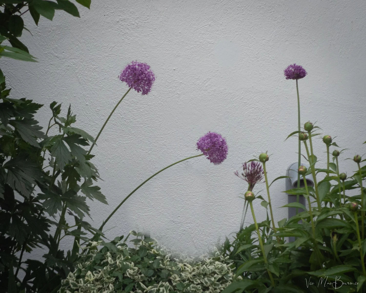Alliums are easy to grow and add architectural interest to any garden ...
