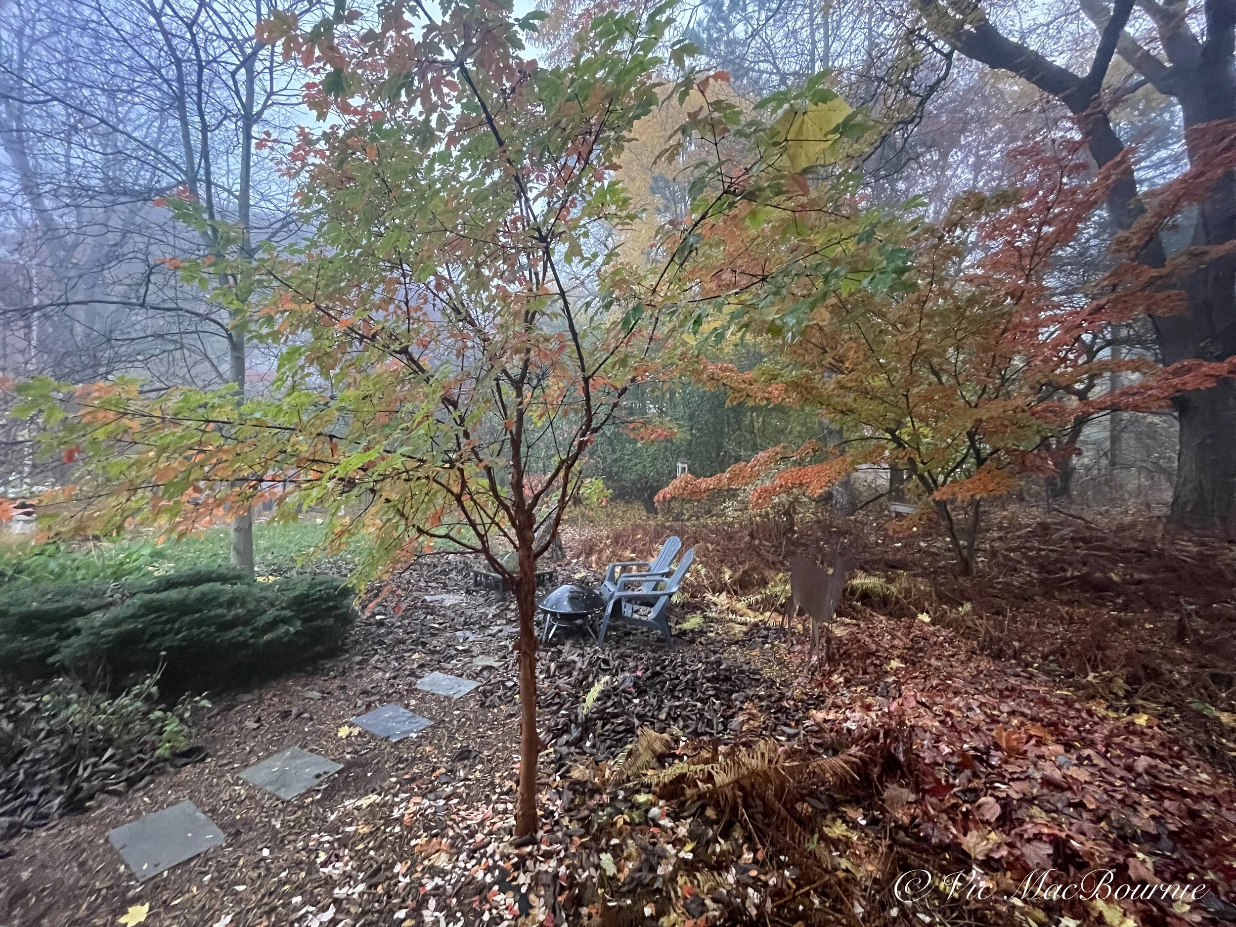 Parperbark maple: How to use it in the landscape — FERNS & FEATHERS