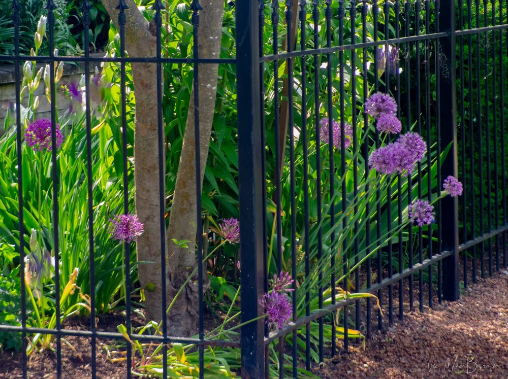 Alliums are easy to grow and add architectural interest to any garden ...