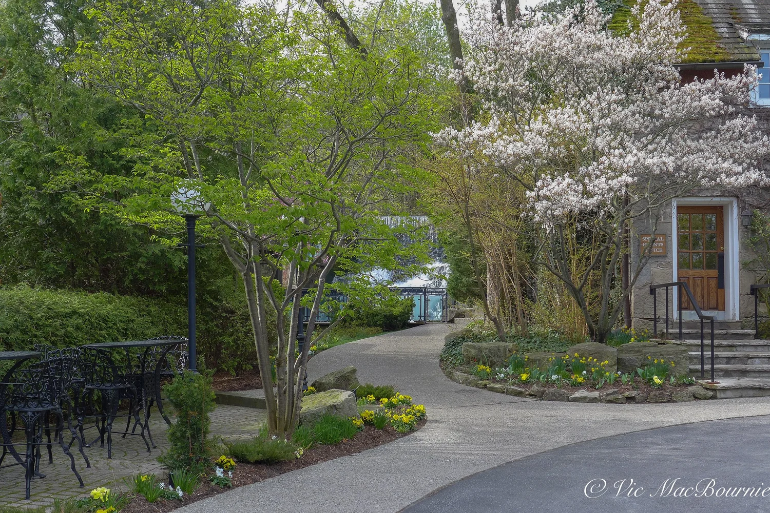 Serviceberry is perfect understory tree for woodland wildlife garden ...