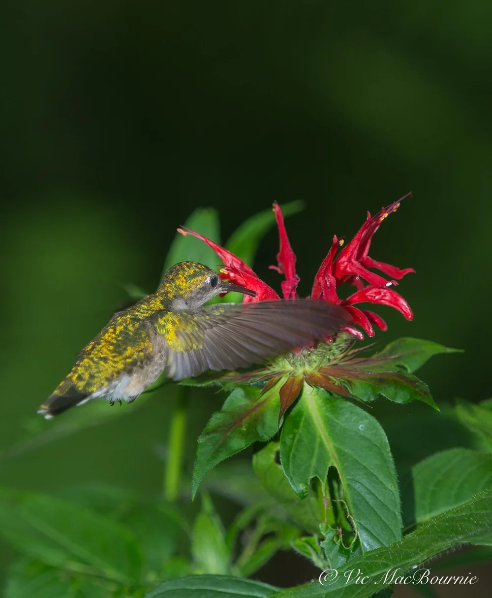 Do hummingbirds use a swing or perch? — FERNS & FEATHERS