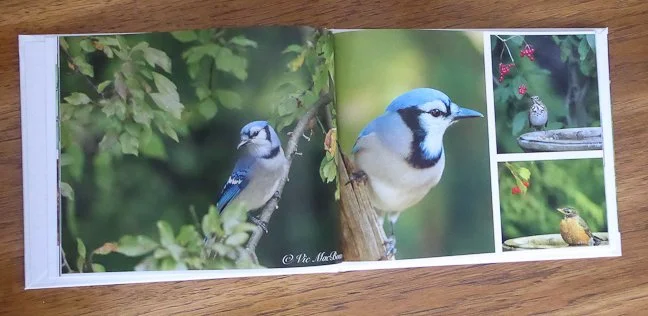 Create a custom garden photo book: Ten simple steps — FERNS & FEATHERS