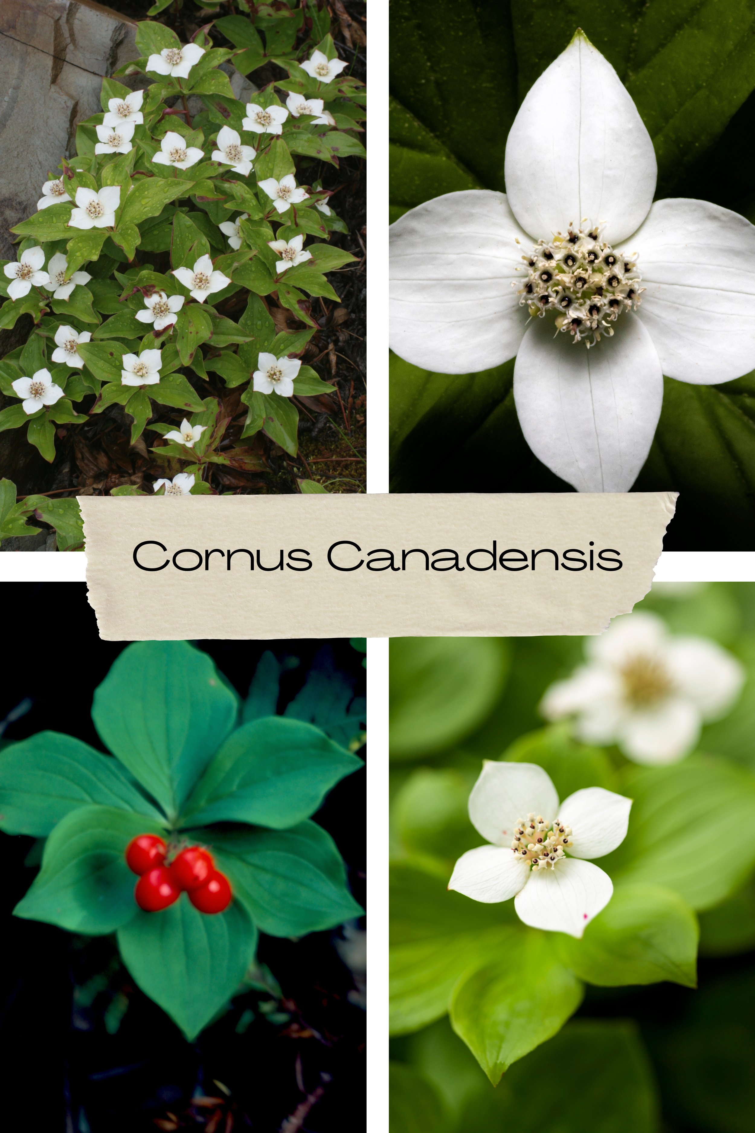 Bunchberry is the ideal woodland ground cover — FERNS & FEATHERS