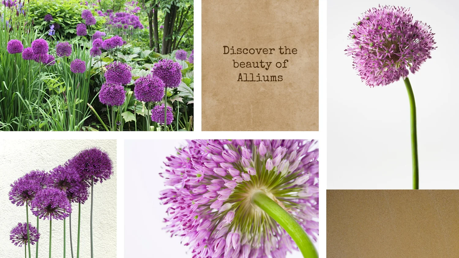 Alliums are easy to grow and add architectural interest to any garden ...