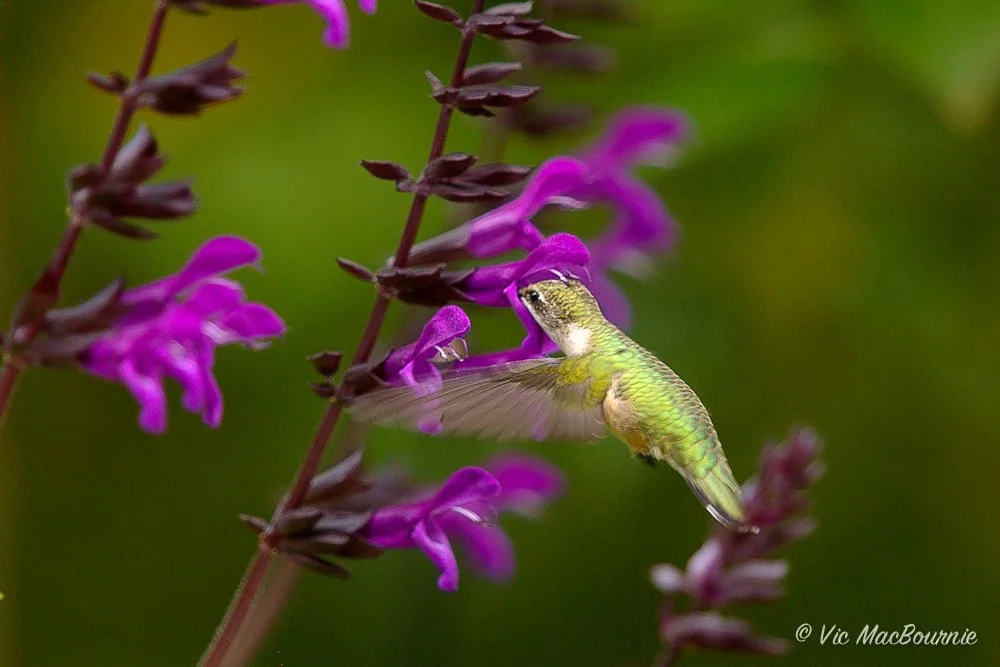 Proven Winners Salvia gets our patio containers Rockin’ — FERNS & FEATHERS