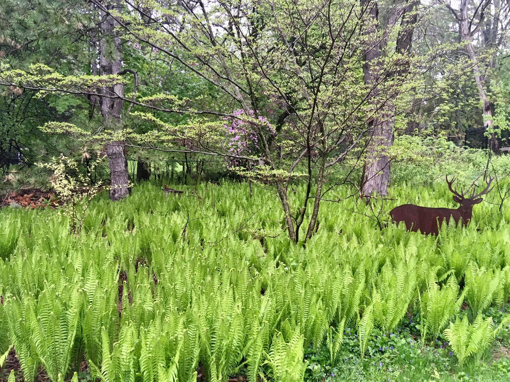 What's the easiest ground cover to grow? — FERNS & FEATHERS