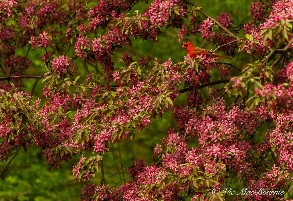 Cardinal Crabapple Fall