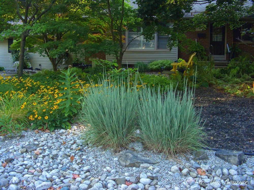Little Bluestem is Big winner: Perennial of the Year — FERNS & FEATHERS