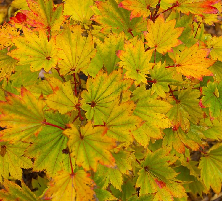How to grow and use Japanese Maples in gardens big and small — FERNS ...