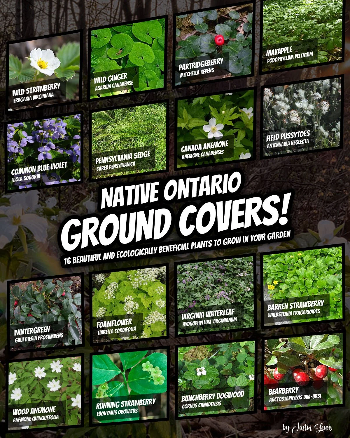 Three great ground covers for a woodland garden — FERNS & FEATHERS