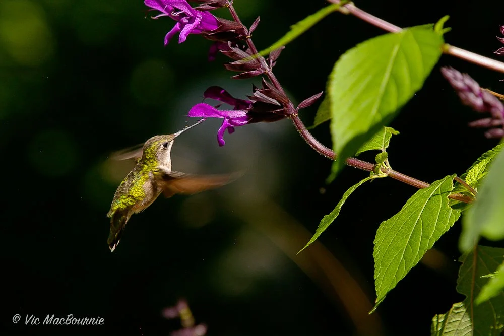 Proven Winners Salvia gets our patio containers Rockin’ — FERNS & FEATHERS