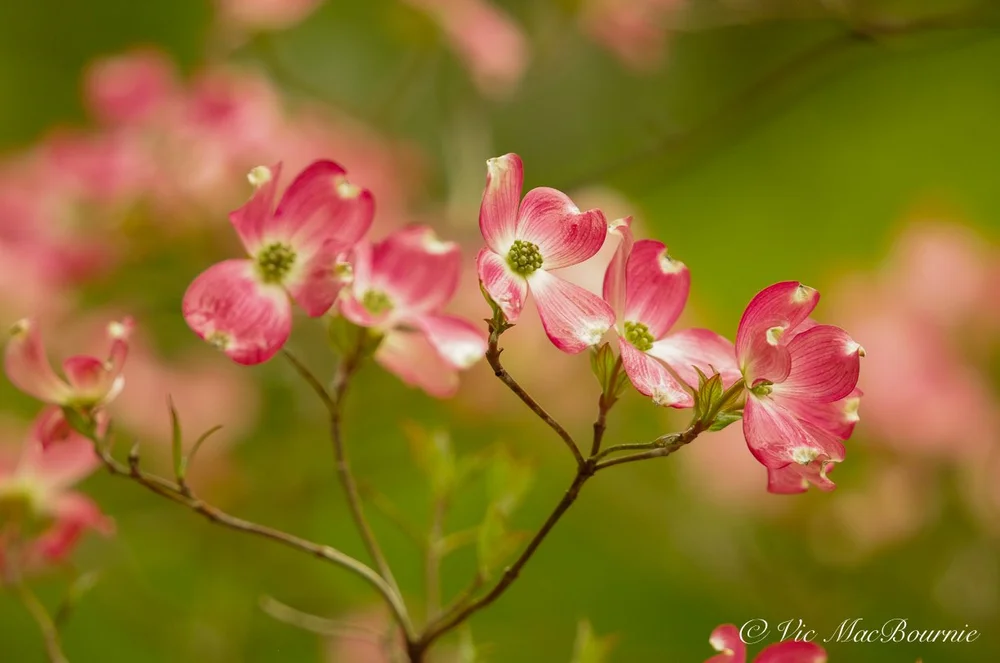 Flowering Dogwood: A native woodland tree you must have in your garden ...