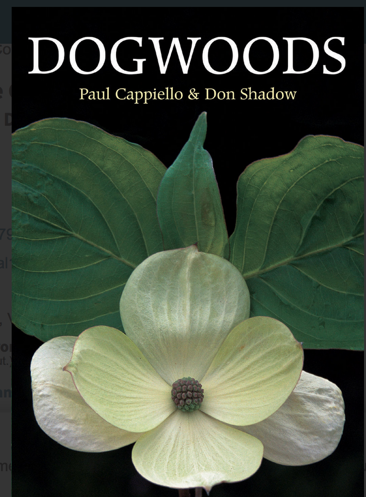 Dogwoods: Find the perfect cornus for your woodland garden — FERNS ...
