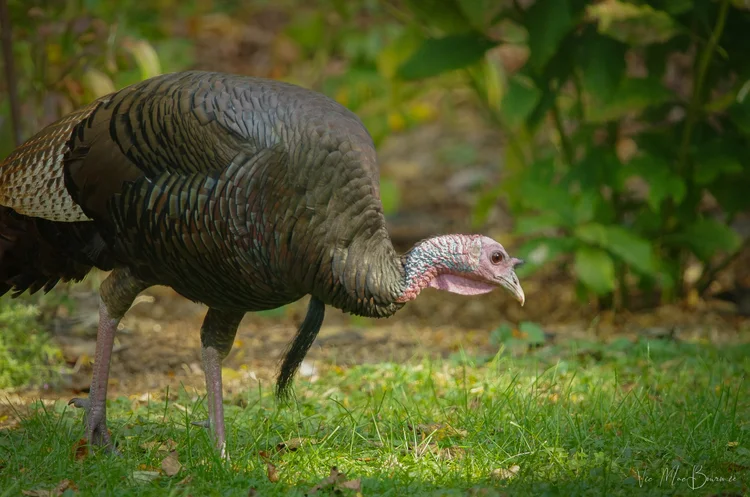 Living with Wild Turkeys in the Garden — FERNS & FEATHERS