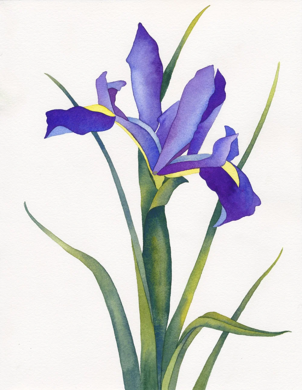 Blue Flag Iris Drawing