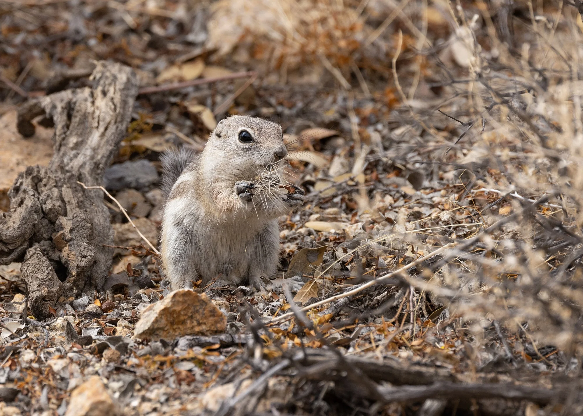 Mammals of California — Before It Gets Dark, Wildlife Photography by ...