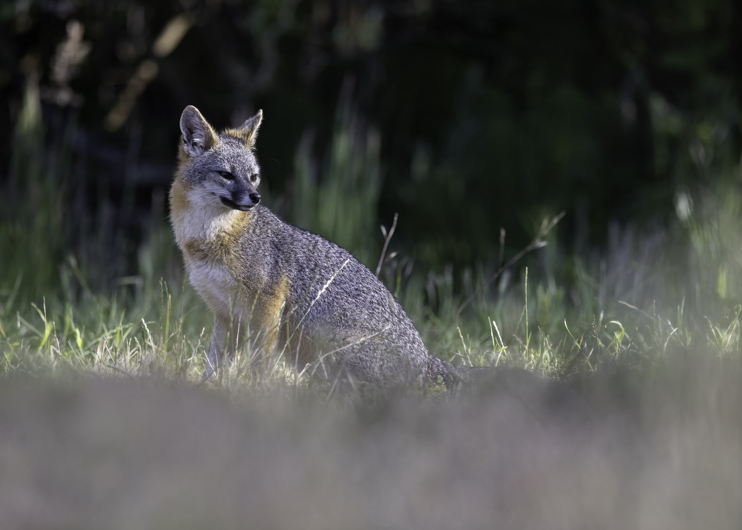 Mammals of California — Before It Gets Dark, Wildlife Photography by ...