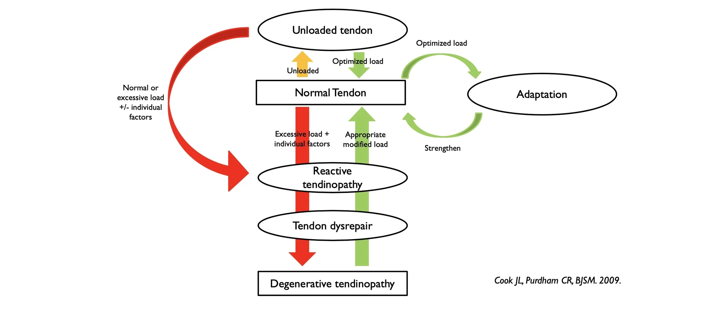 Chronic Tendinopathy — Dr. Efren Caballes, D.O.