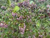 Horizontal Indigoberry Randia aculeata — Florida Native Plants Nursery ...