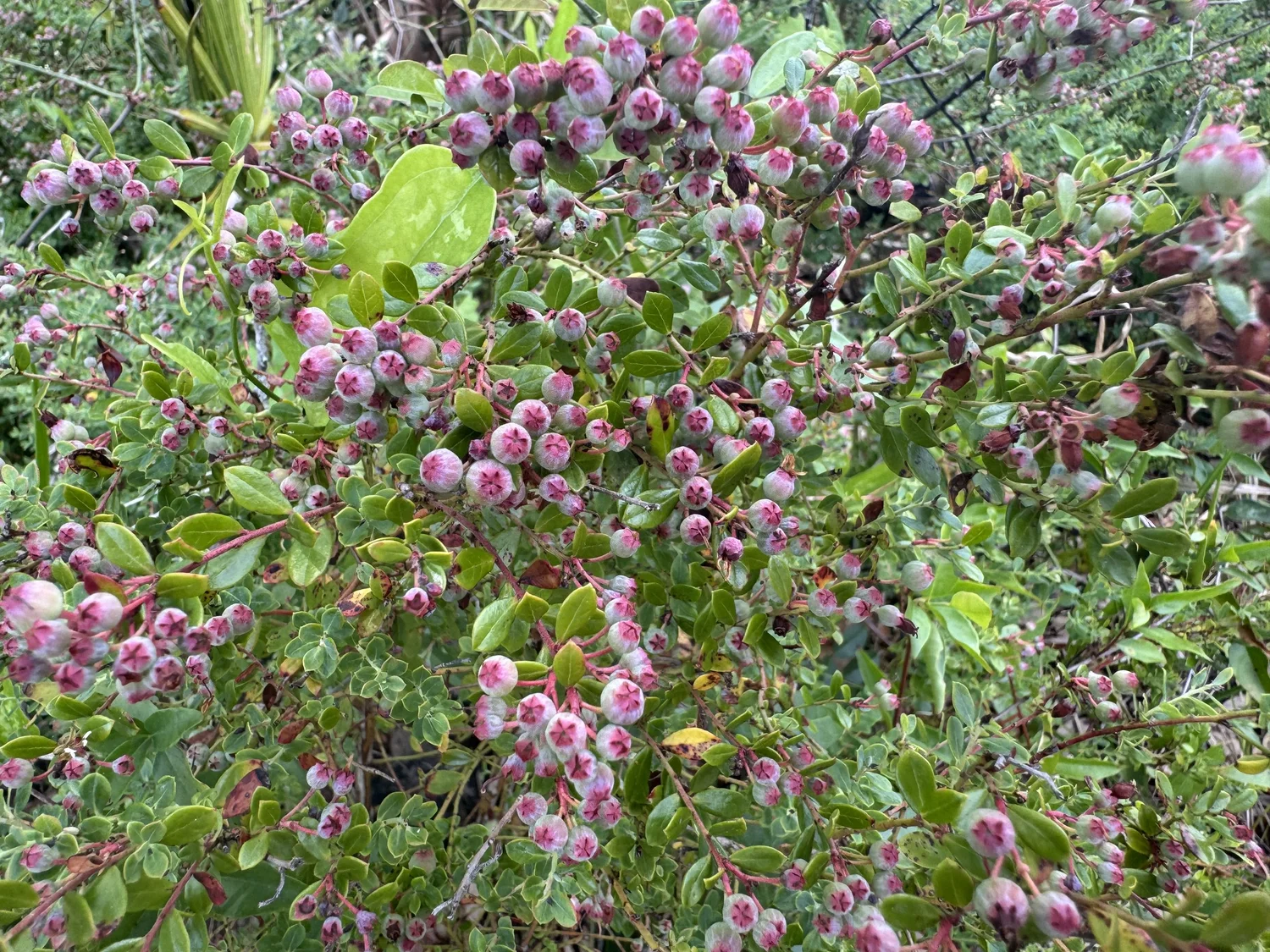 Muscadine Grape - Vitis rotundifolia — Florida Native Plants Nursery ...