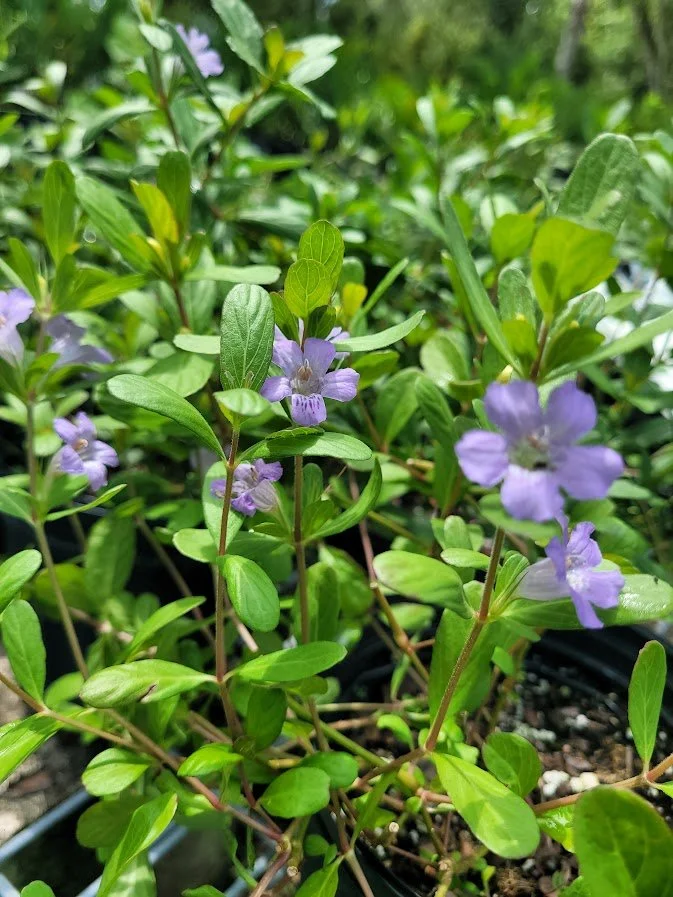 Frogfruit, Phyla nodiflora — Florida Native Plants Nursery & Landscaping