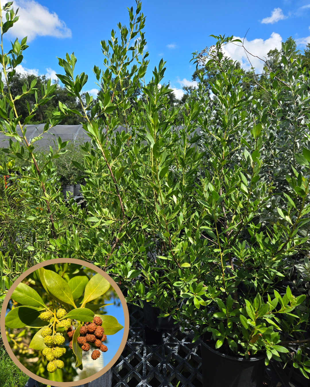 Silver Buttonwood Conocarpus erectus var. sericeus — Florida Native ...