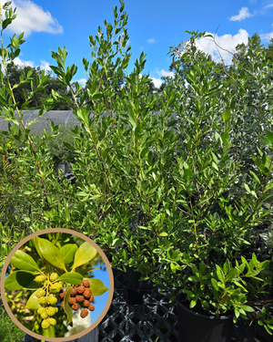 Elderberry Sambucus canadensis — Florida Native Plants Nursery ...