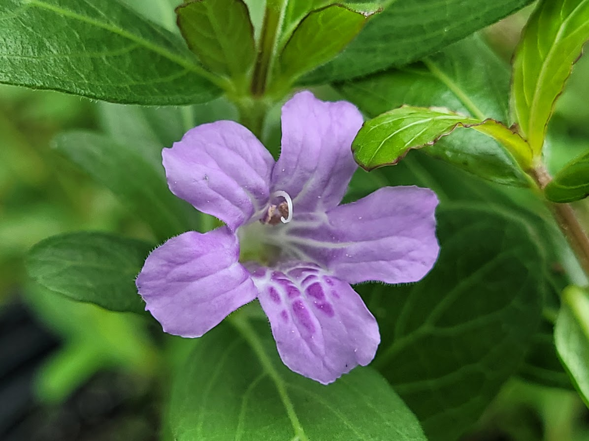 Prostrate Blue Porterweed Stachytarpheta jamaicensis — Florida Native ...