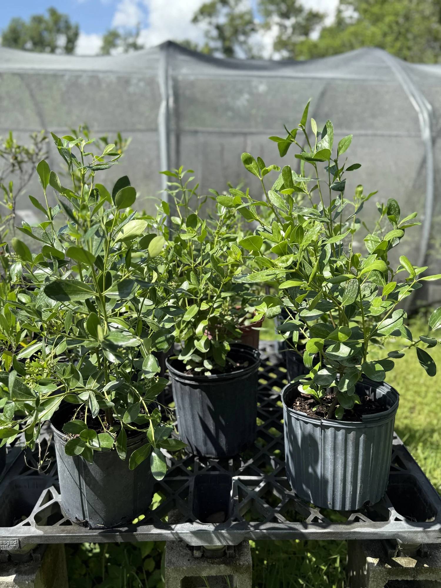 Jamaican Caper — Florida Native Plants Nursery & Landscaping