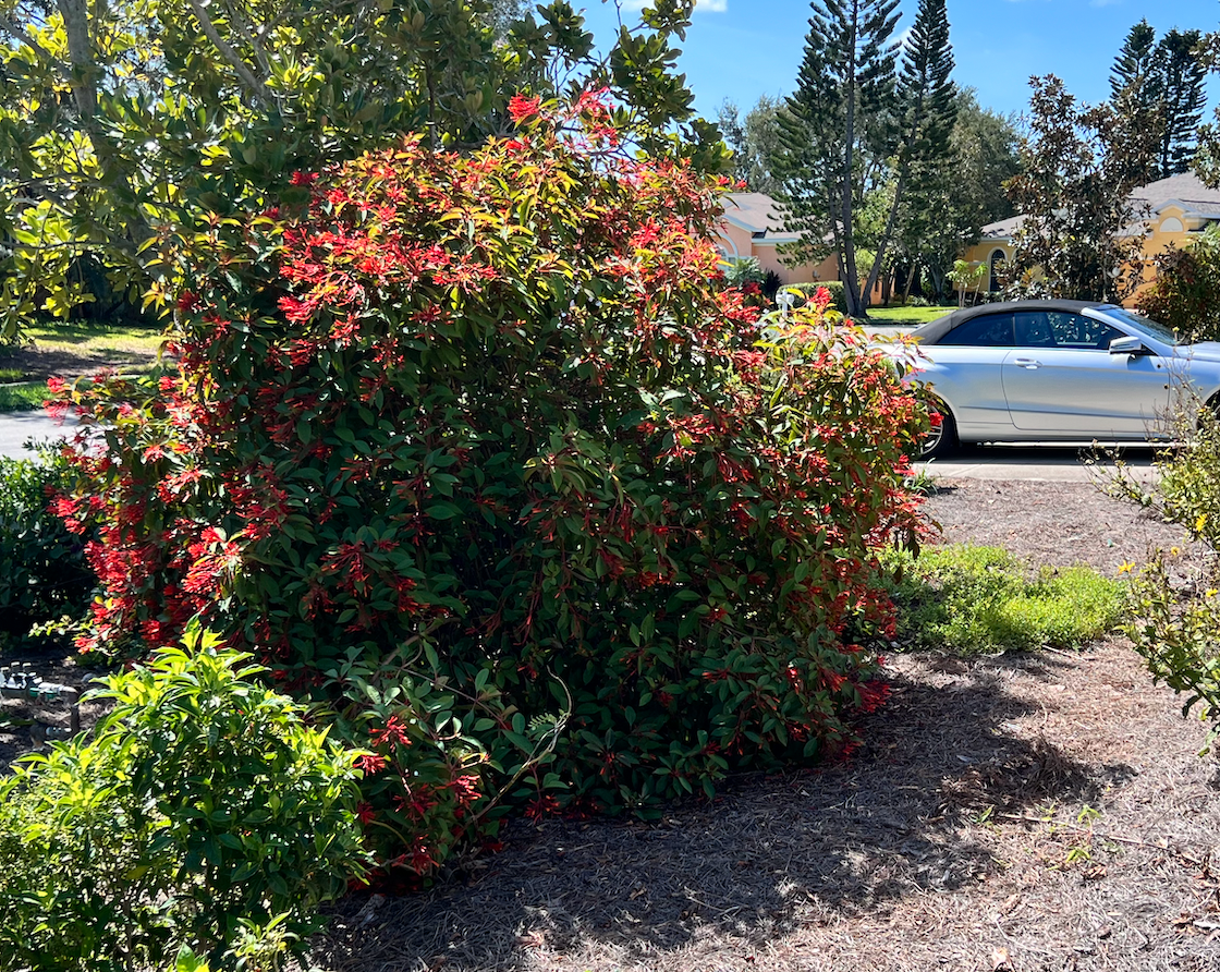 Old-Fashioned Tall Red Penta, Penta lanceolata ‘Ruby Glow’ — Florida ...
