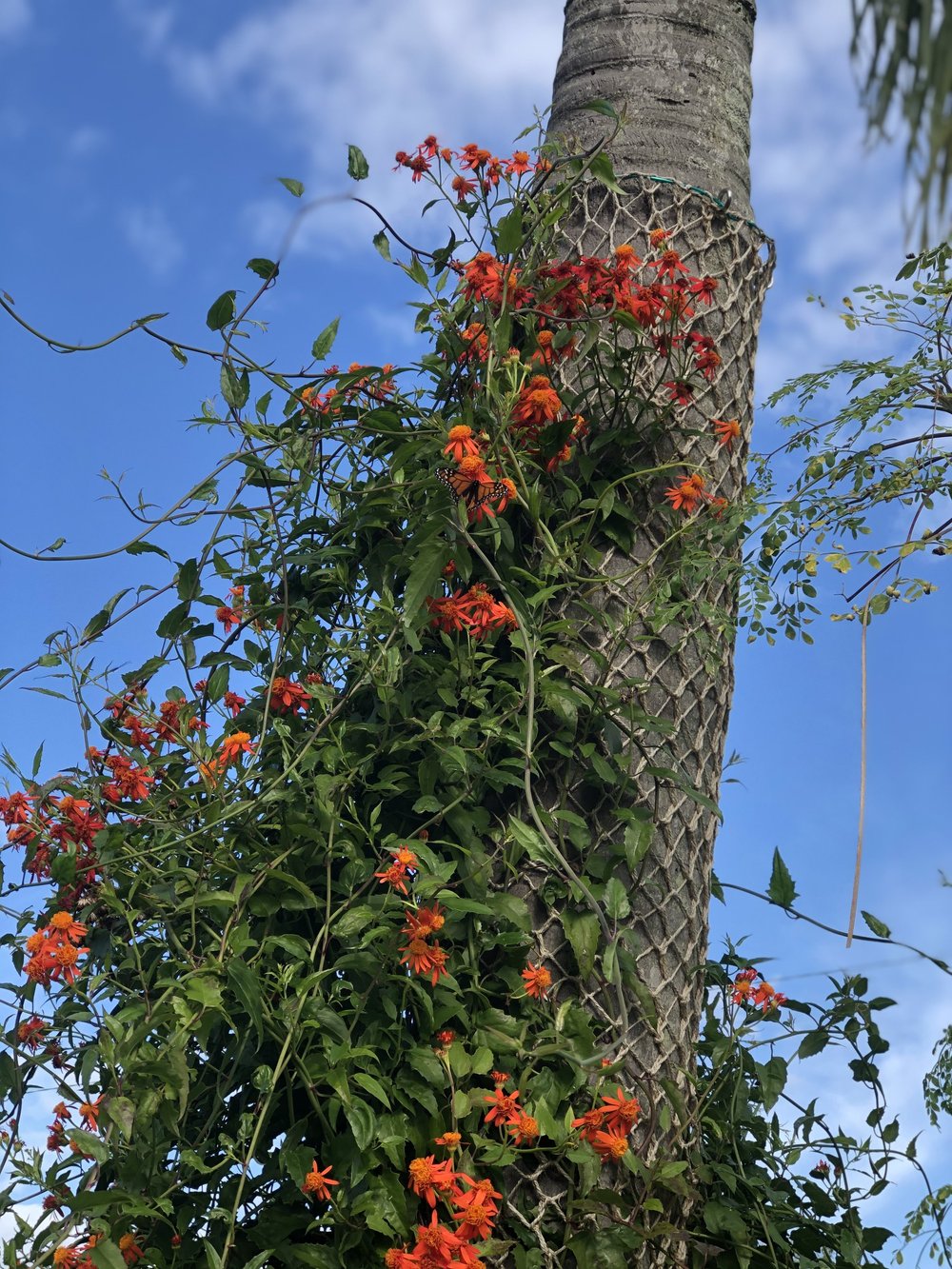 Orange Geiger, Cordia sebestena — Florida Native Plants Nursery ...
