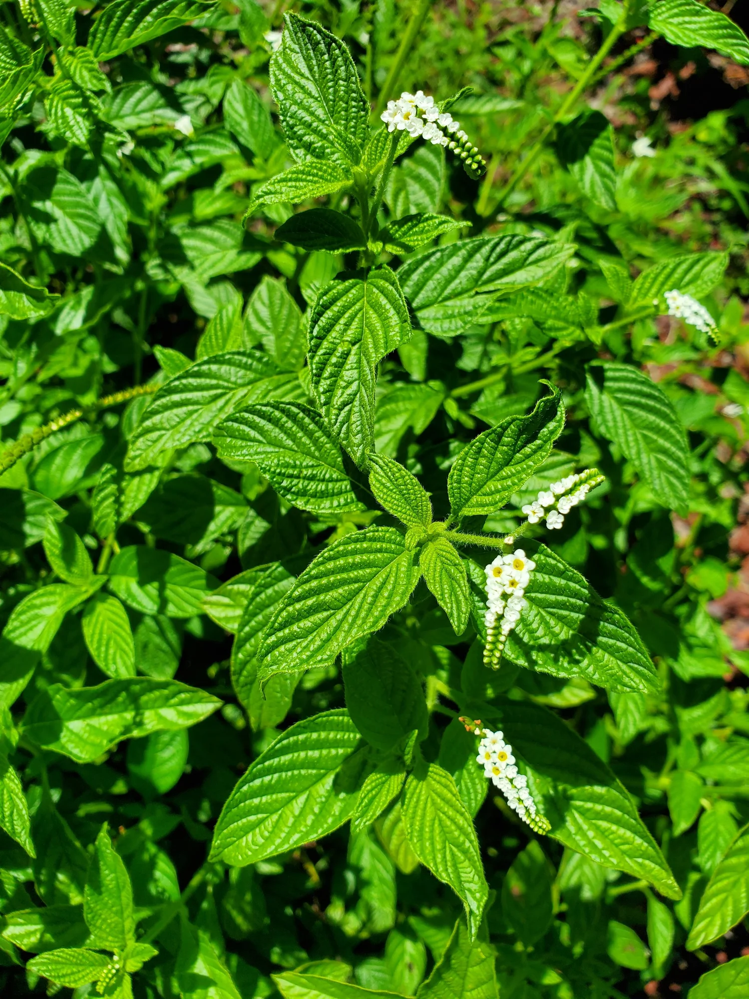 Calusa Firebush - Hamelia patens var. ‘Calusa’ — Florida Native Plants ...