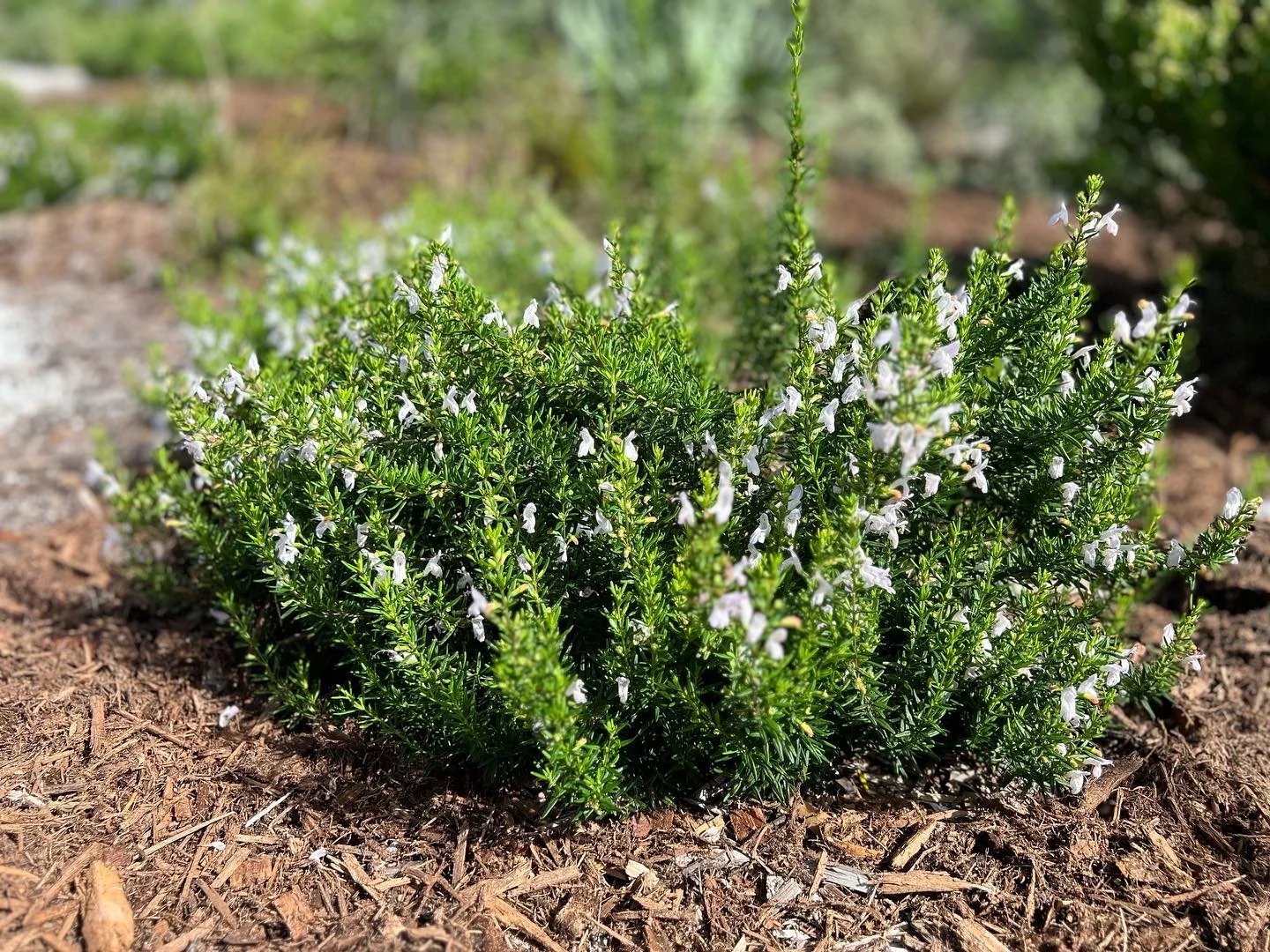 Simpson's Stopper Myrcianthes fragrans — Florida Native Plants Nursery ...