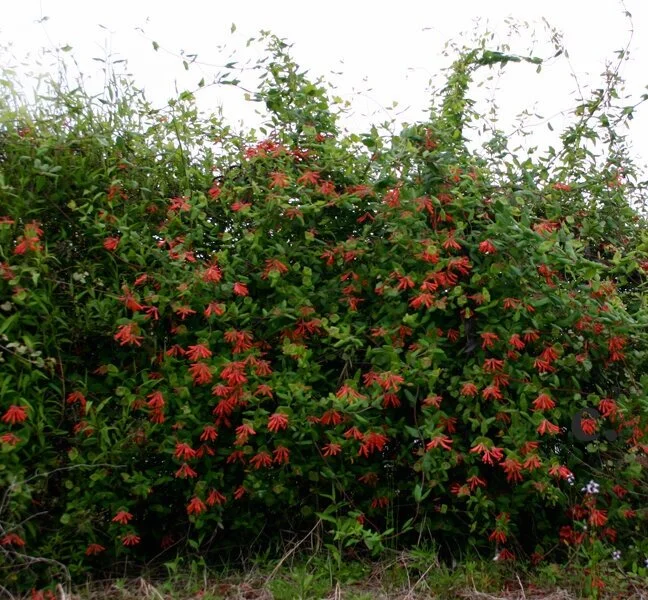 Railroad Vine - Ipomoea pes-caprae — Florida Native Plants Nursery ...