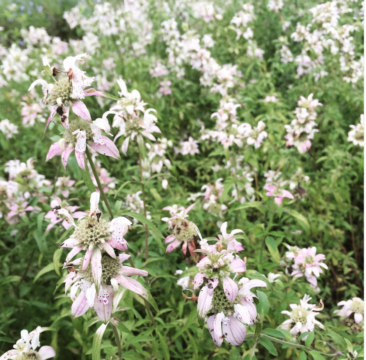 Southern Red Cedar, Juniperus virginiana silicoa — Florida Native ...