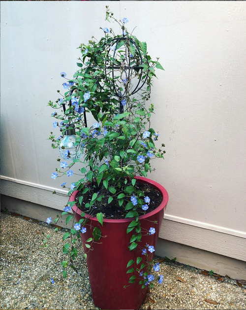 Railroad Vine - Ipomoea pes-caprae — Florida Native Plants Nursery ...