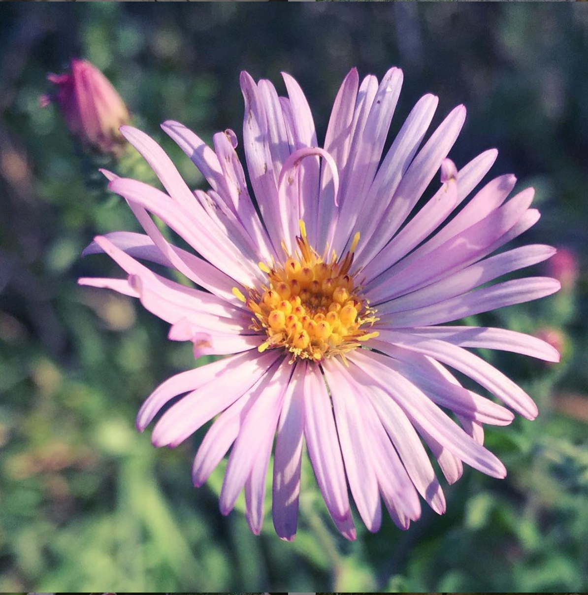 Simpson Stopper — Florida Native Plants Nursery & Landscaping