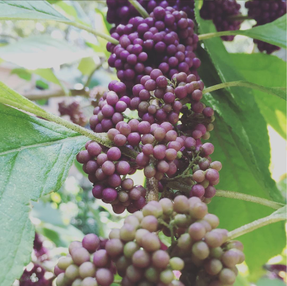 Green Buttonwood - Conocarpus erectus — Florida Native Plants Nursery ...