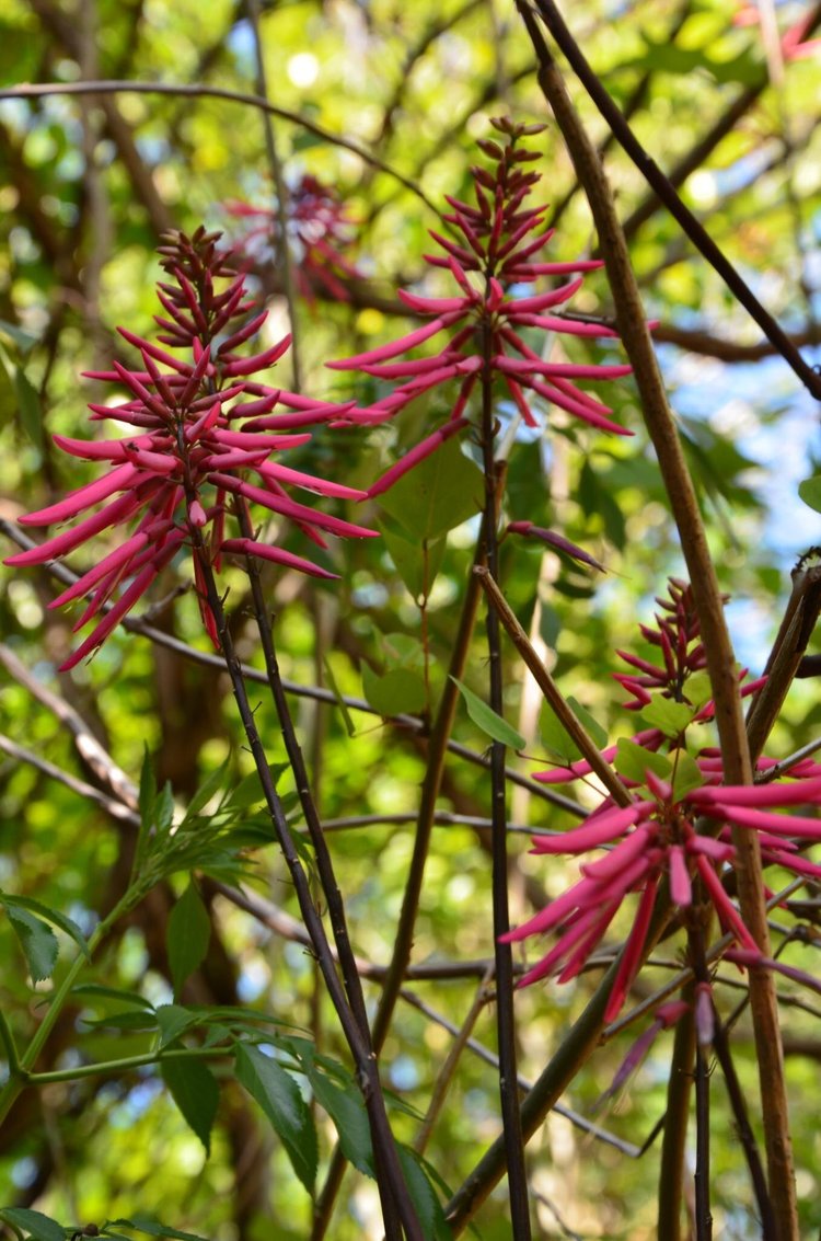 Fiddlewood - Citharexylum spinosum — Florida Native Plants Nursery ...